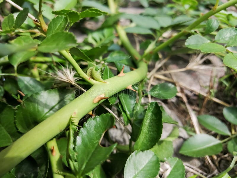On the Stem of a Winding Rose Sharp Thorns among the Leaves Stock Image ...