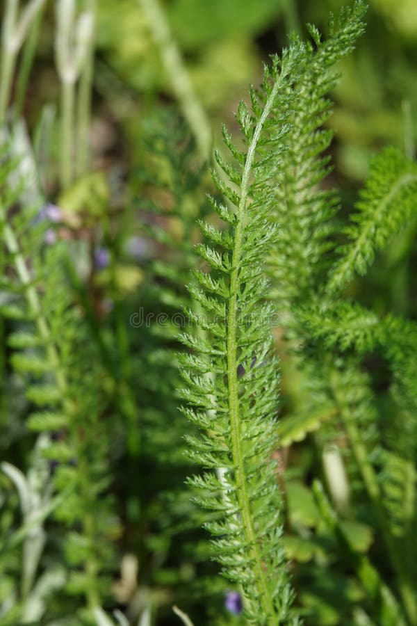 Stem Yarrow stock photo. Image of spikelet, nature, yellow - 252512306