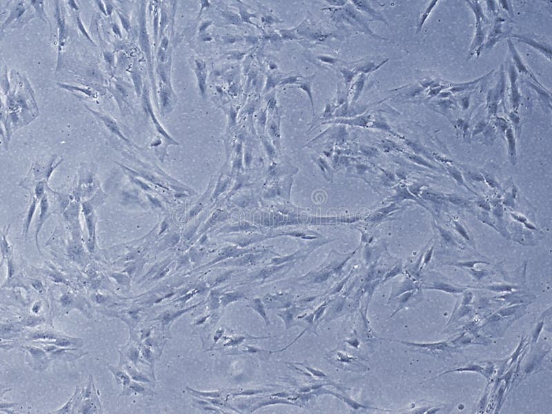 Exosome Del 8, En Proteinprodukt Stock Illustrationer - Illustration av ...