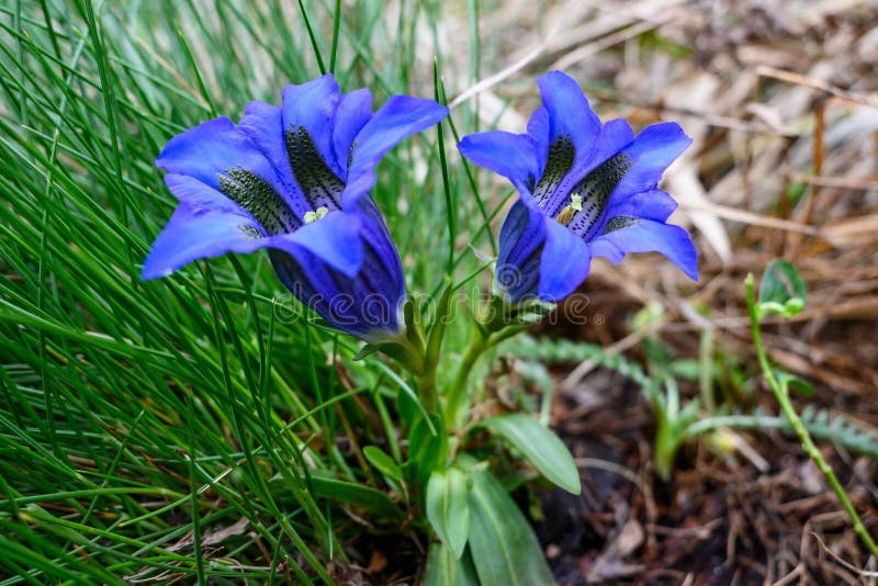 Stemless gentian stock photo. Image of bloom, gentianaceae - 318223420