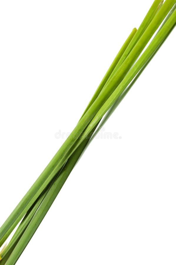Grass stock photo. Image of isolated, botany, green, strands - 9033156