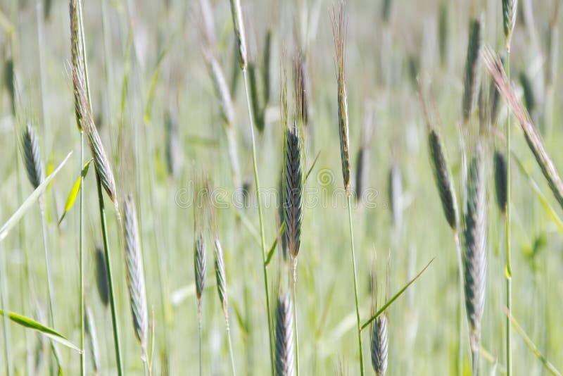Stems. stock photo. Image of grow, farming, cereal, husk - 19831392