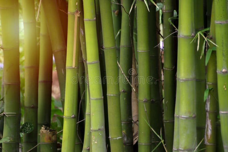 The stems of bamboo stock photo. Image of japan, design - 157013036