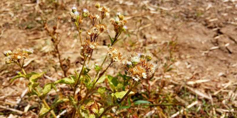 Chocolate spines stock photo. Image of green, medicinal - 151378852
