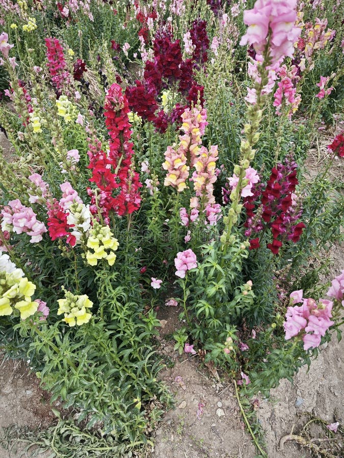 A Stems of Colored Snapdragon Petals Flower. Stock Photo - Image of ...