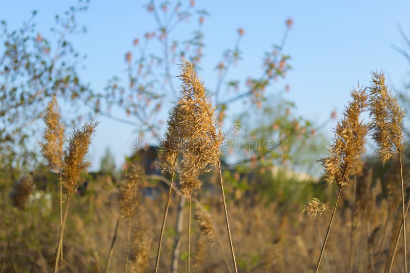 The Stems of Dry Reeds are Illuminated by the Evening Sun Stock Image ...