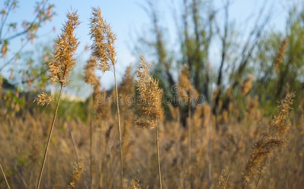 The Stems of Dry Reeds are Illuminated by the Evening Sun Stock Image ...