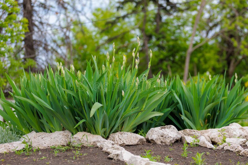 Stems in a Flower Bed Iris. Greening the Urban Environment. Background ...