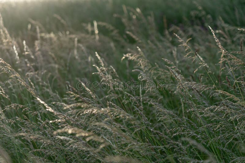 Stems of Fresh and Green Grass in Backlight. Stock Image - Image of ...