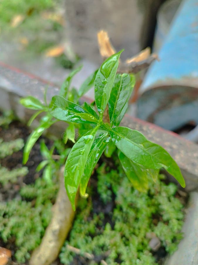 Stems and Leaves in a Beautiful Pot, Micro Stock Photo - Image of ...
