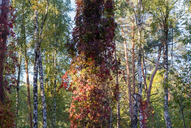 Maiden Grapes Creeping Along High Tree Trunk in Autumn Forest Stock ... Maiden Grapes Creeping Along High Tree Trunk in Autumn Forest Stock ...