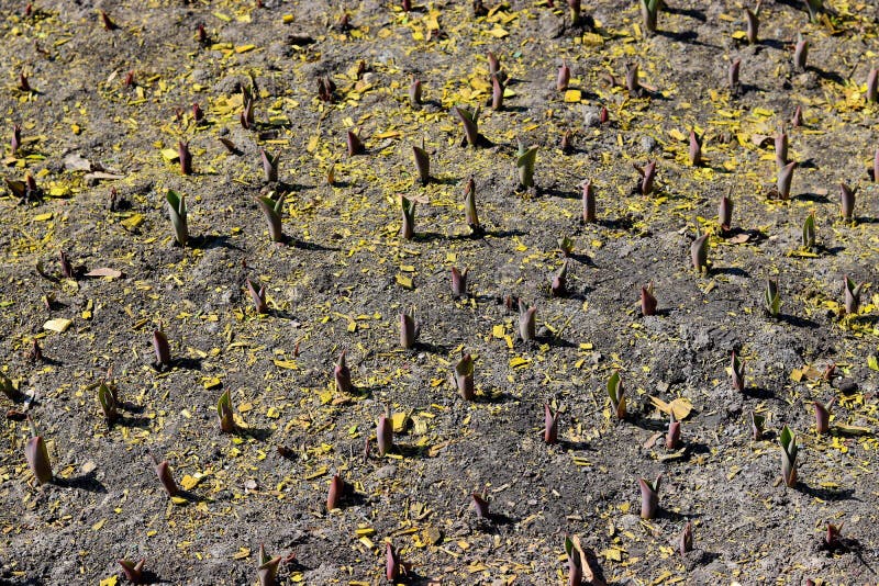 Stems Make Their Way through the Ground in a Park Stock Photo - Image ...