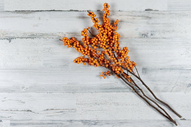 Stems of Orange Berries on Rustic White Wood with Space for Copy Stock ...