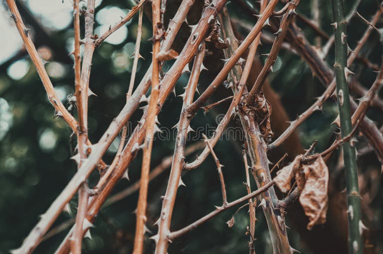 3,443 Rose Bush Thorns Stock Photos - Free & Royalty-Free Stock Photos ...