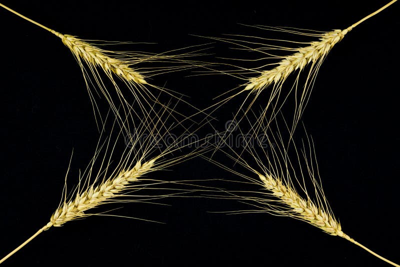 Stems of rye isolated stock photo. Image of barley, bunch - 42585622