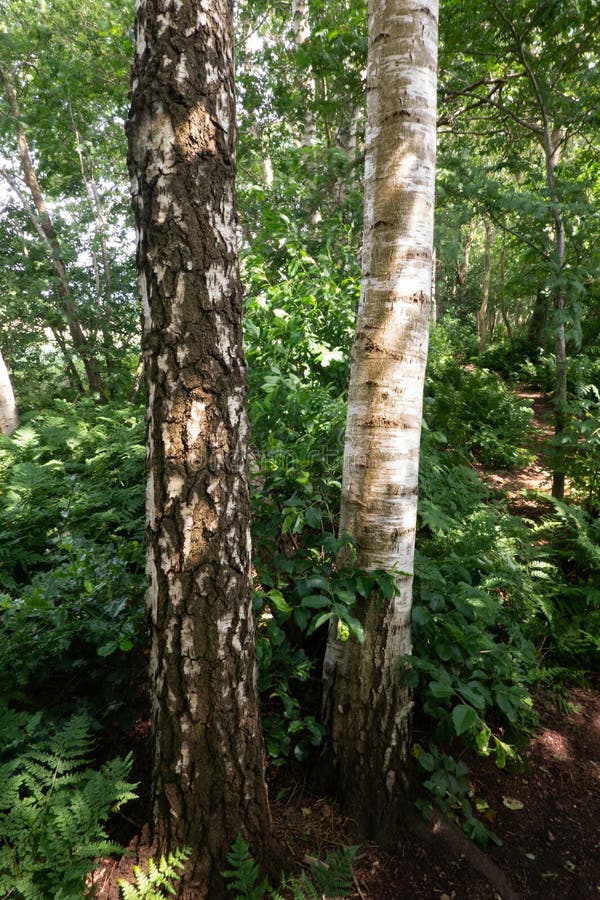 Stems of Silver Birch and Downy Birch Stock Image - Image of grooved, difference: 323862187