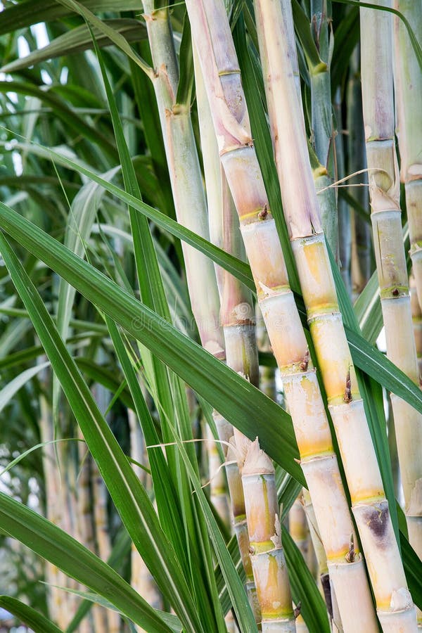 The stems of sugar cane stock image. Image of wood, tree - 111289903