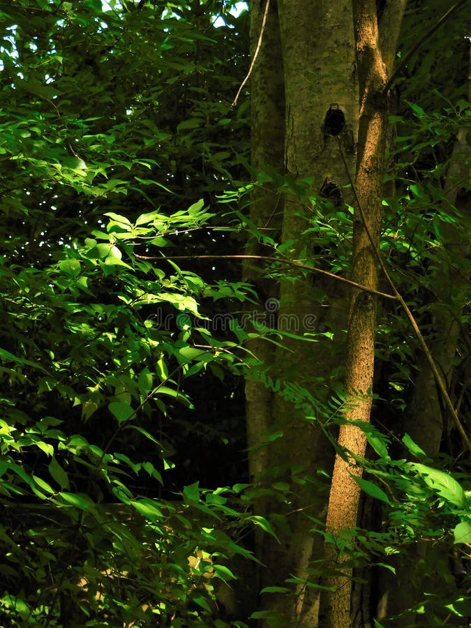 Stems of three trees stock image. Image of light, dappled - 97127449