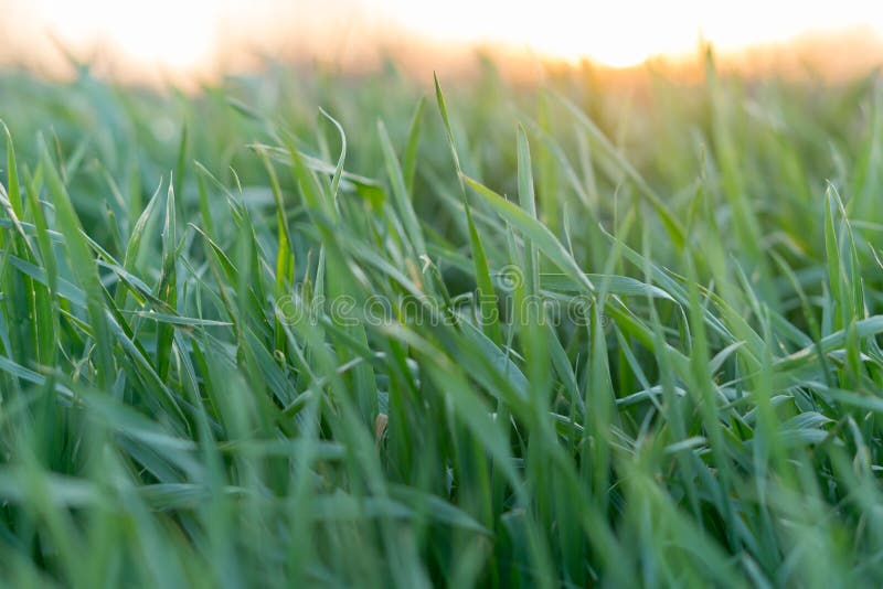 The Stems and Tops of Green Grass Shimmer in the Sun Stock Photo ...