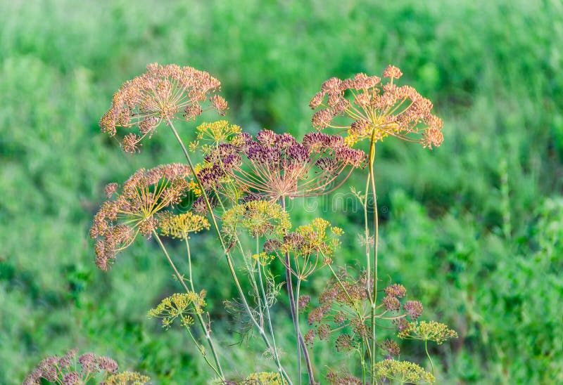 Stems and Umbel Inflorescence of Dill on Blurred Background Stock Image ...