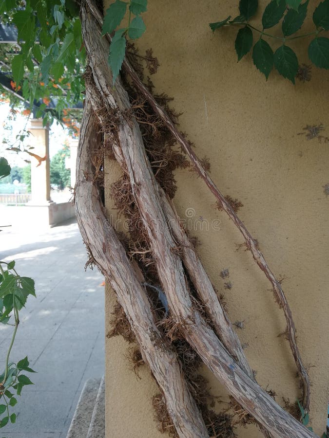 Timbo stock photo. Image of cirrus, vines, stems, stem - 123726952