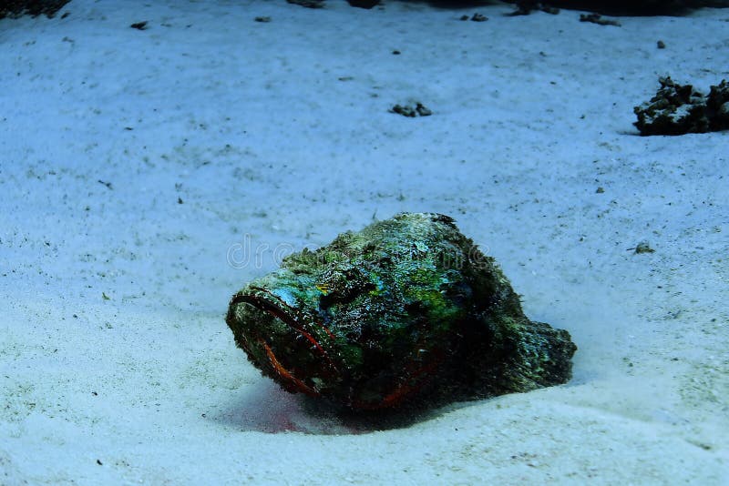 Farlig stenfisk fotografering för bildbyråer. Bild av milj - 69619009