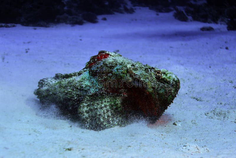 Farlig stenfisk fotografering för bildbyråer. Bild av korall - 69619009
