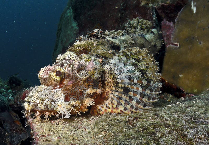 Stenfisk I Sulawesi Indonesien Arkivfoto - Bild av öar, dyka: 110920974