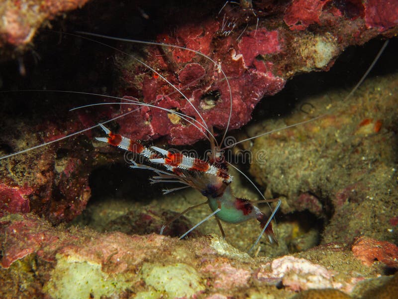 Stenopus Hispidus, Boxer Shrimp Stock Image - Image of boxer, shrimp ...