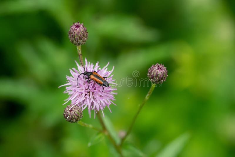 Stenurella Melanura Bug On Cirsium Arvense Creeping Thistle Plant With
