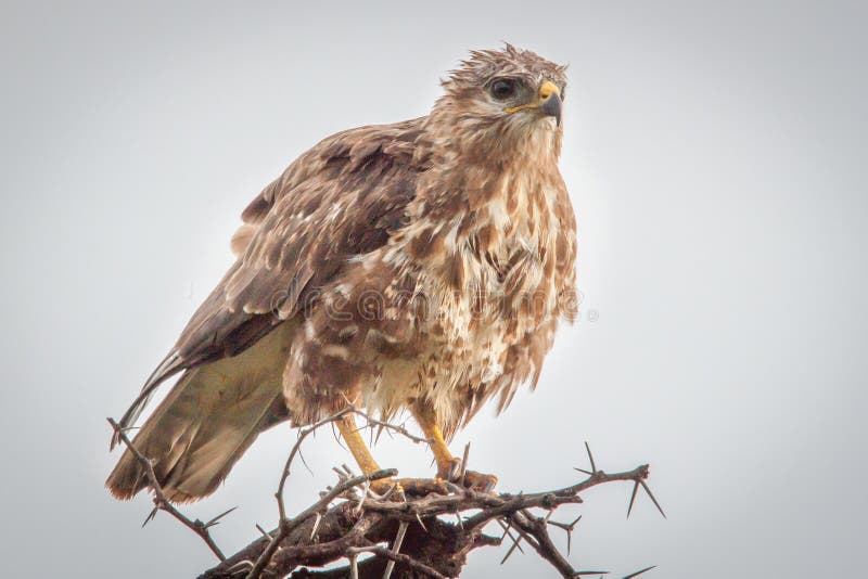 Step buzzard stock photo. Image of thorn, step, tree - 106694246