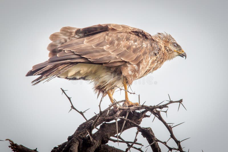 Step buzzard stock image. Image of bird, wildlife, birdlife - 106694567