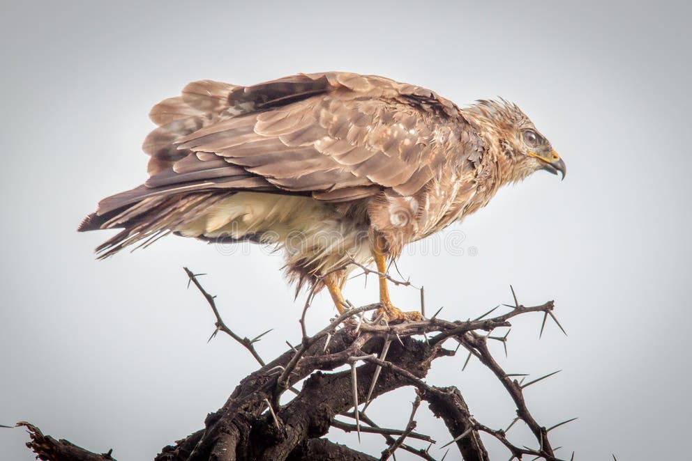 Step buzzard stock image. Image of bird, wildlife, birdlife - 106694567