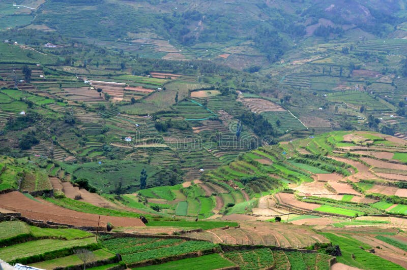 Green Step Farming And Rice Cultivation In Rural H Stock Image - Image ...