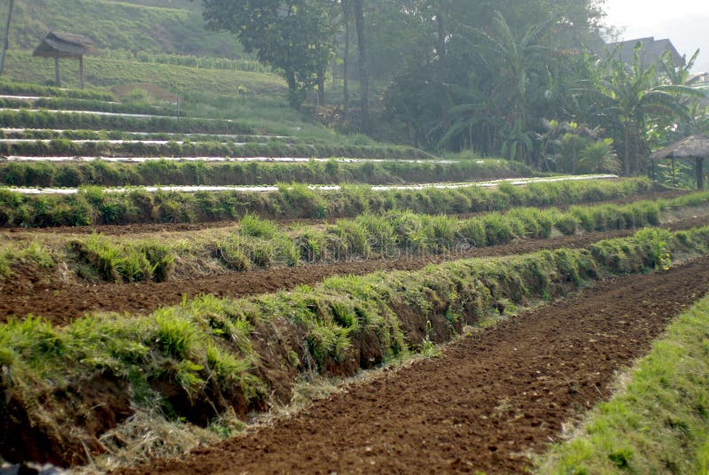 Step farming stock photo. Image of environment, chiangmai - 30378252