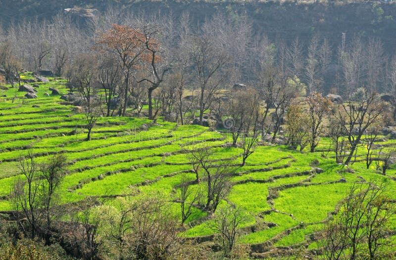 Step Farming in District of Kangra, Himachal Prad Stock Photo - Image ...
