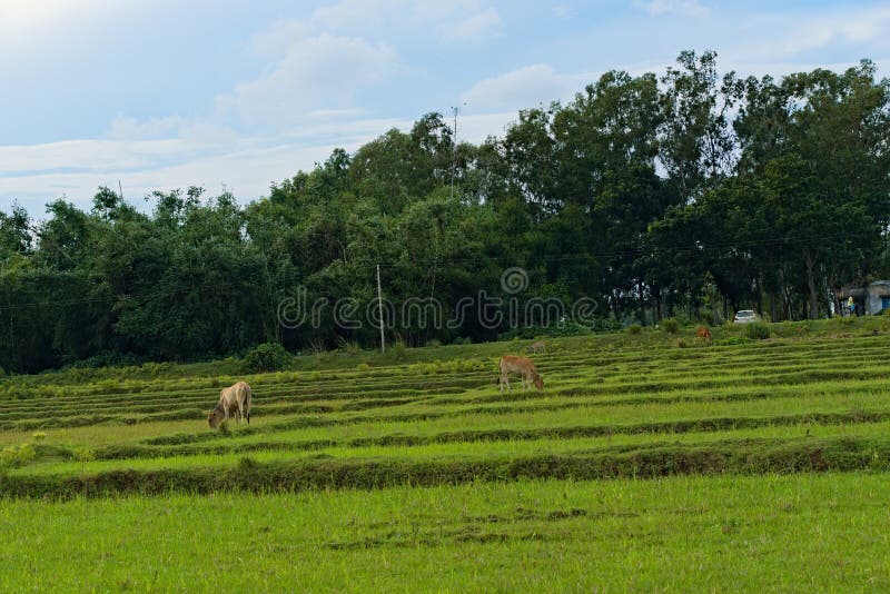 Step Farming Land Covered with Green Grass Stock Image - Image of rural ...