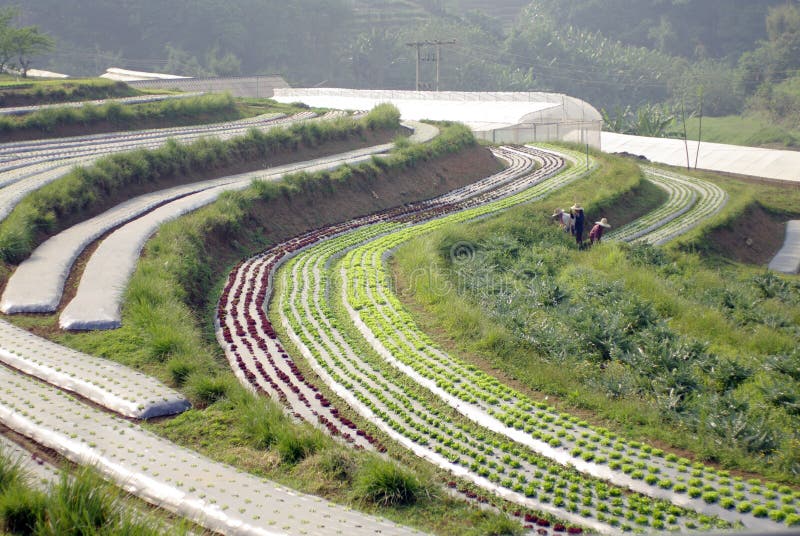 Step farming stock photo. Image of environment, chiangmai - 30378252