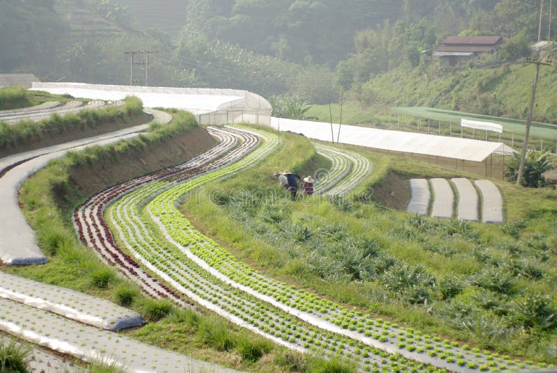 3,060 Step Farming Stock Photos - Free & Royalty-Free Stock Photos from ...