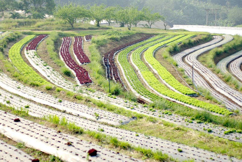 Step Farming In The Uttaranchal Himalayas India Stock Image - Image of ...