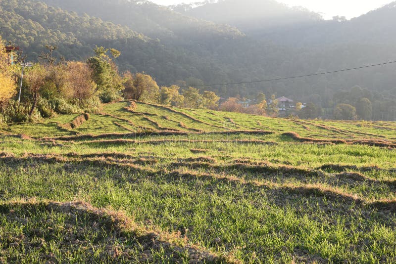 Step farming stock photo. Image of environment, chiangmai - 30378252