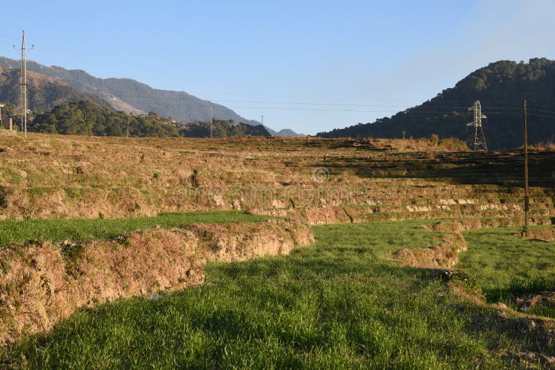 Step Farming of Wheat in Hilly State Himachal in India Stock Photo ...