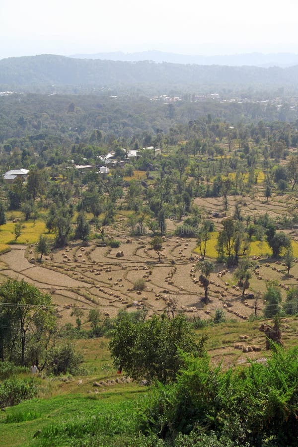 Step Farms and Terrace Fields of Kangra India Stock Image - Image of ...