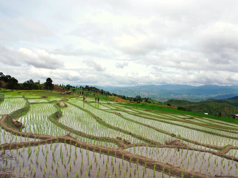 Step Field stock photo. Image of farm, terrace, agriculture - 89355202