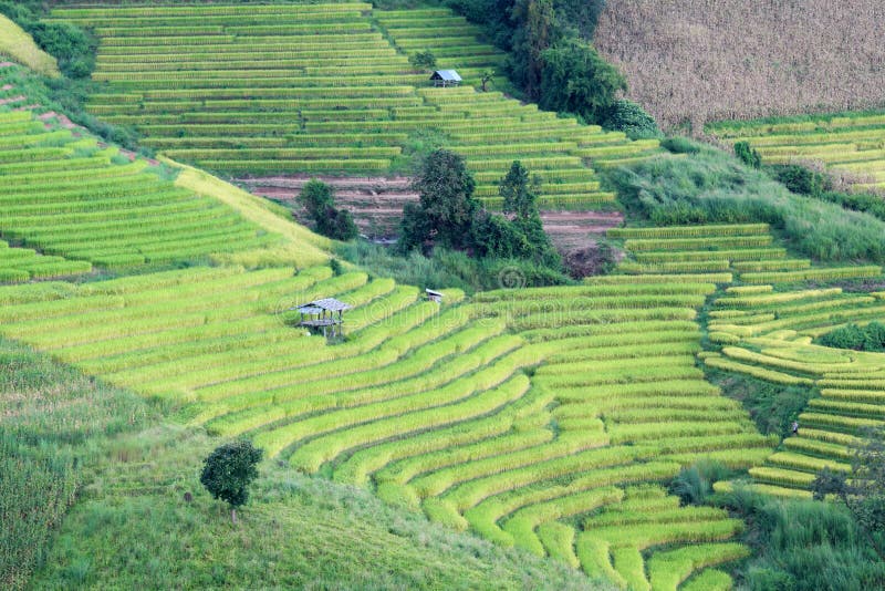 Step of Field Rice in Thailand Stock Photo - Image of trip, land: 260094904