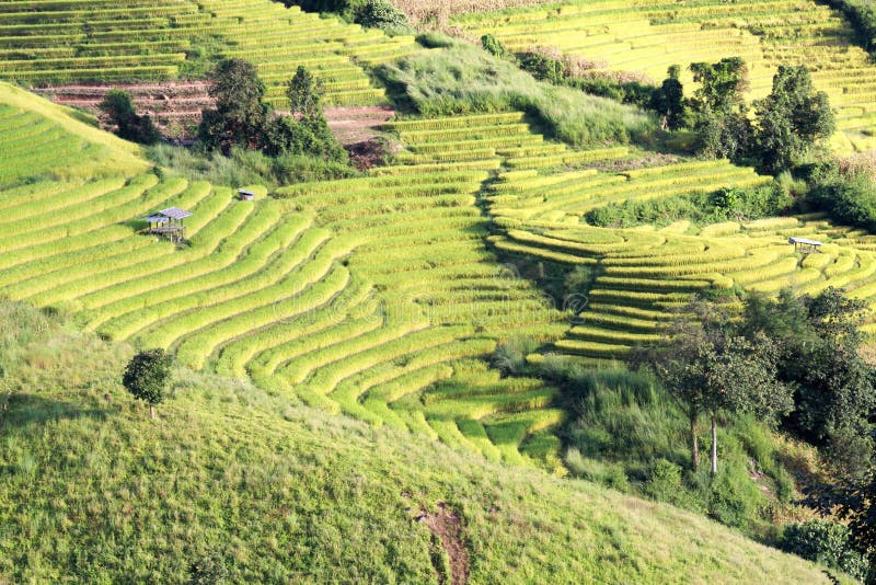 Step of Field Rice in Thailand Stock Photo - Image of trip, land: 260094904