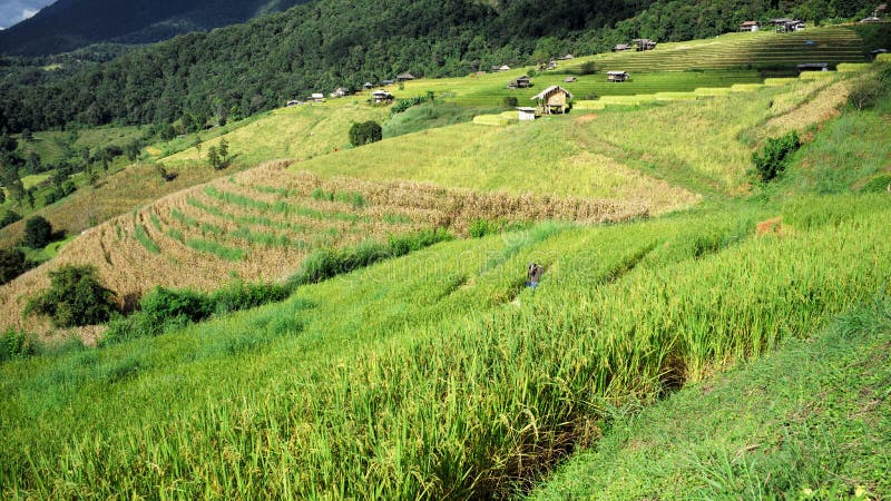 Step of Field Rice in Thailand Stock Photo - Image of trip, land: 260094904