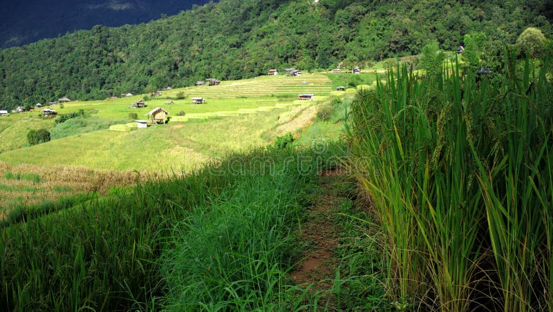Step of Field Rice in Thailand Stock Photo - Image of trip, land: 260094904