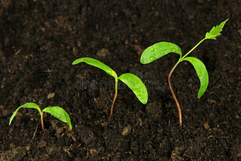 Step of Growing Green Plant Stock Image - Image of evolution, garden ...