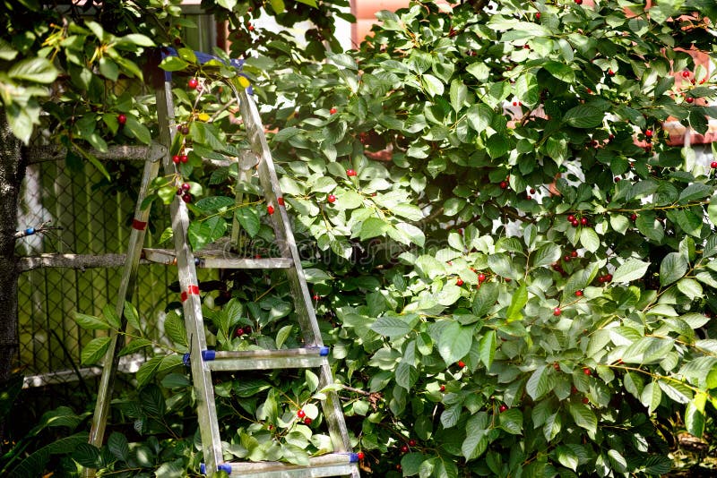 Step Ladder Near Cherry Tree with Ripe Berry in Orchard Stock Photo ...
